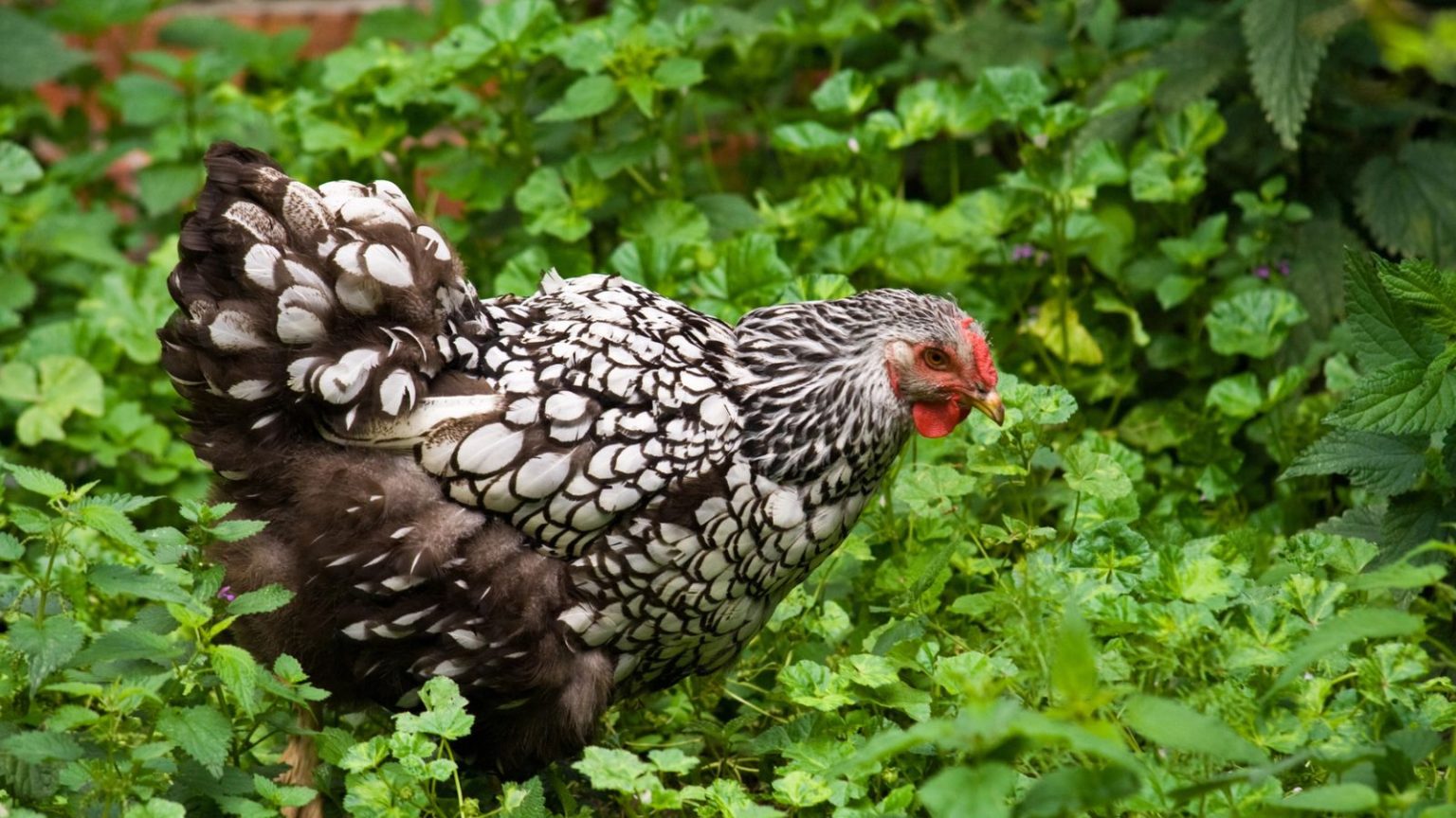 The Best Chickens For Beginners (That Lay Lots Of Eggs)