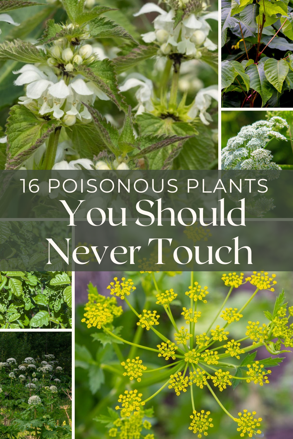 16 Poisonous Plants You Should Never Touch