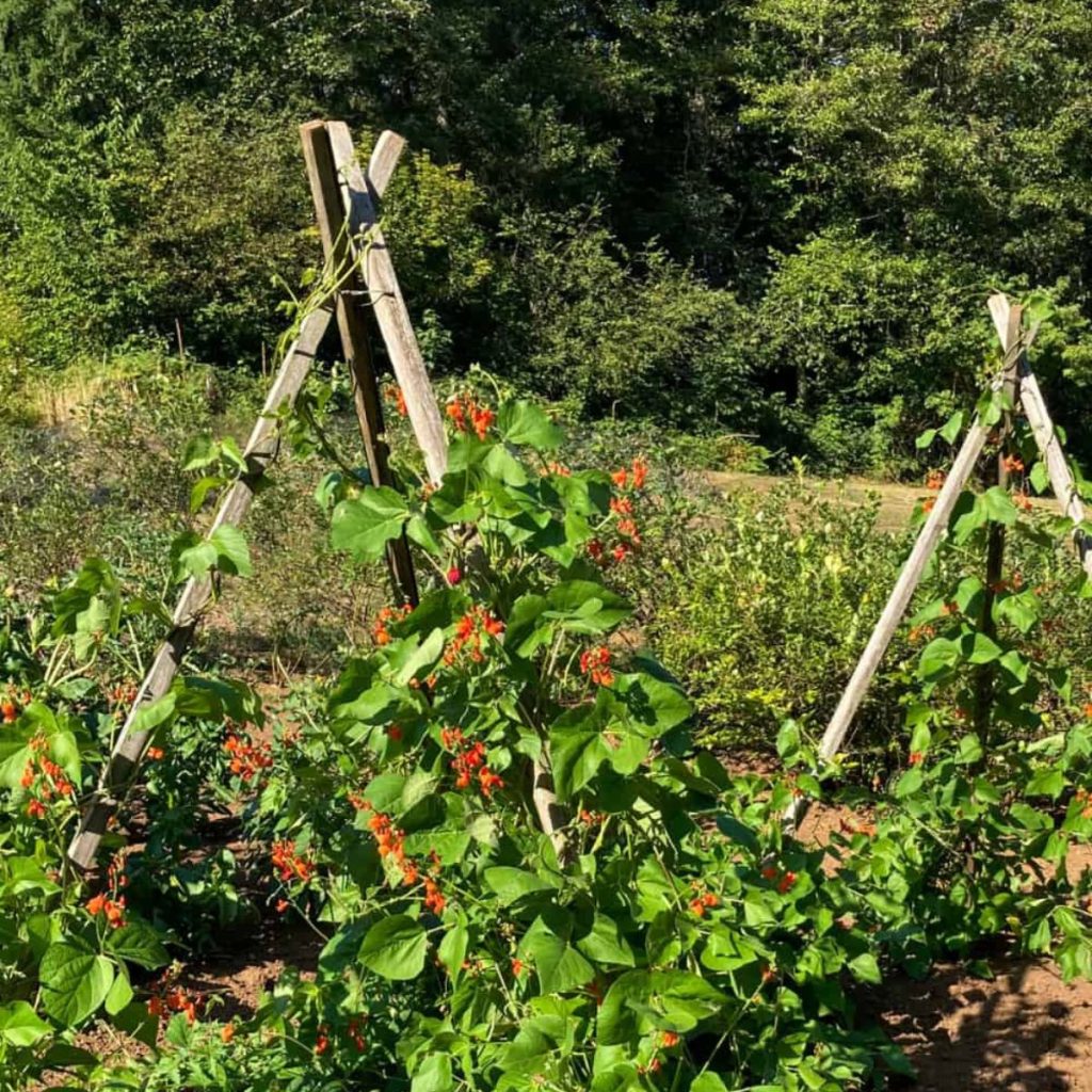 9 DIY Trellis Designs To Spruce Up Your Garden