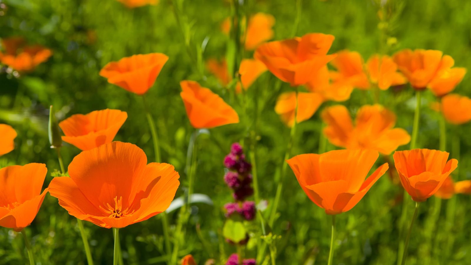 Turn Your Garden Into A California Dream With These Native Plants
