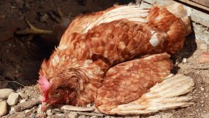 Why Are Your Chickens Dying Suddenly? Causes For Sudden Chicken Death