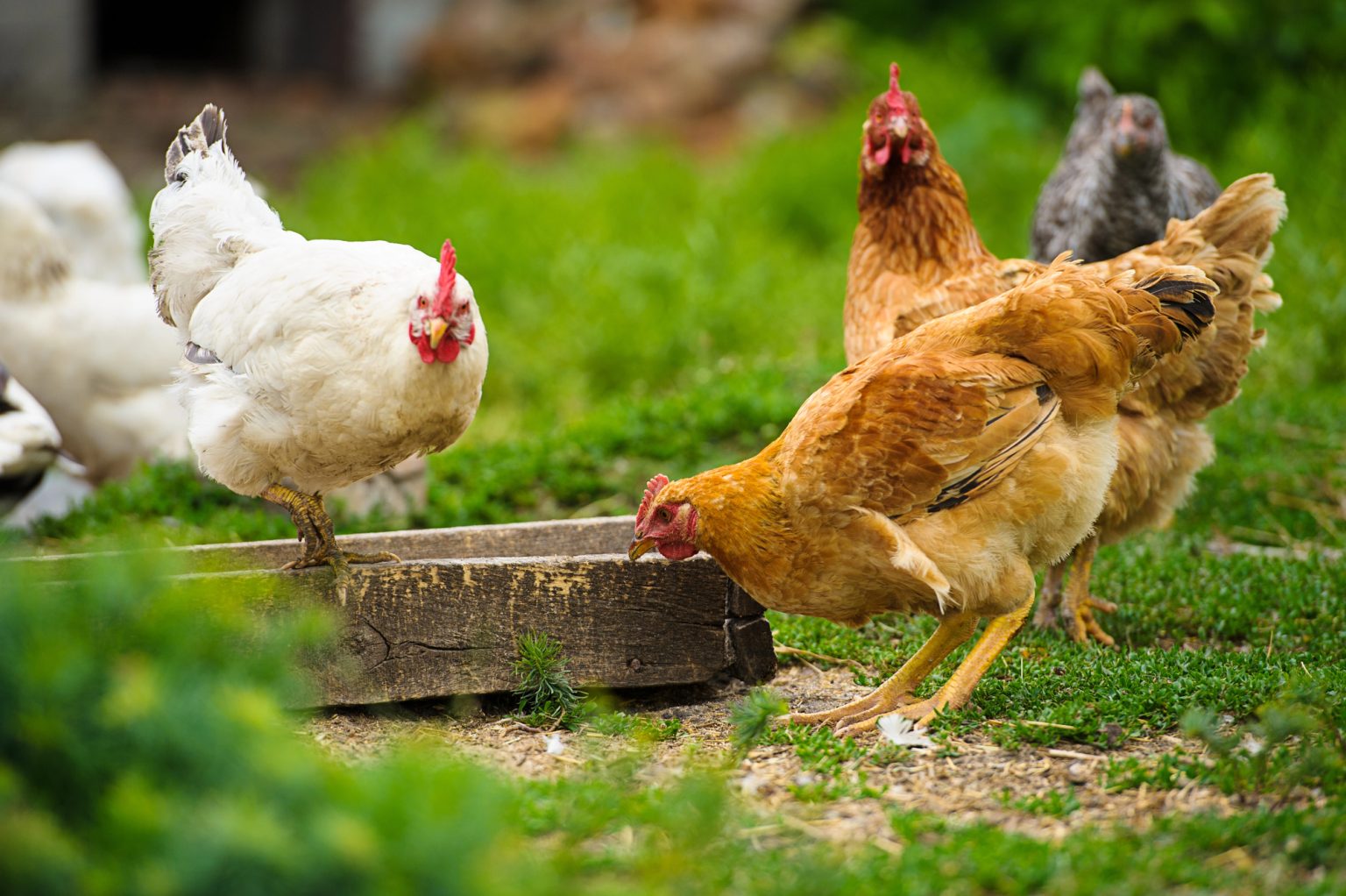 Chicken Grit 101: When To Introduce It To Your Chicks