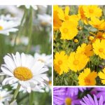 28 Sun Loving Perennials That Can Handle The Heat