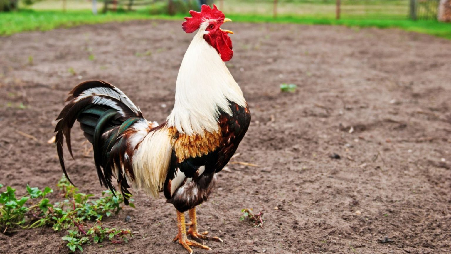 How Do Roosters Fertilize Eggs