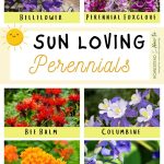 28 Sun Loving Perennials That Can Handle The Heat