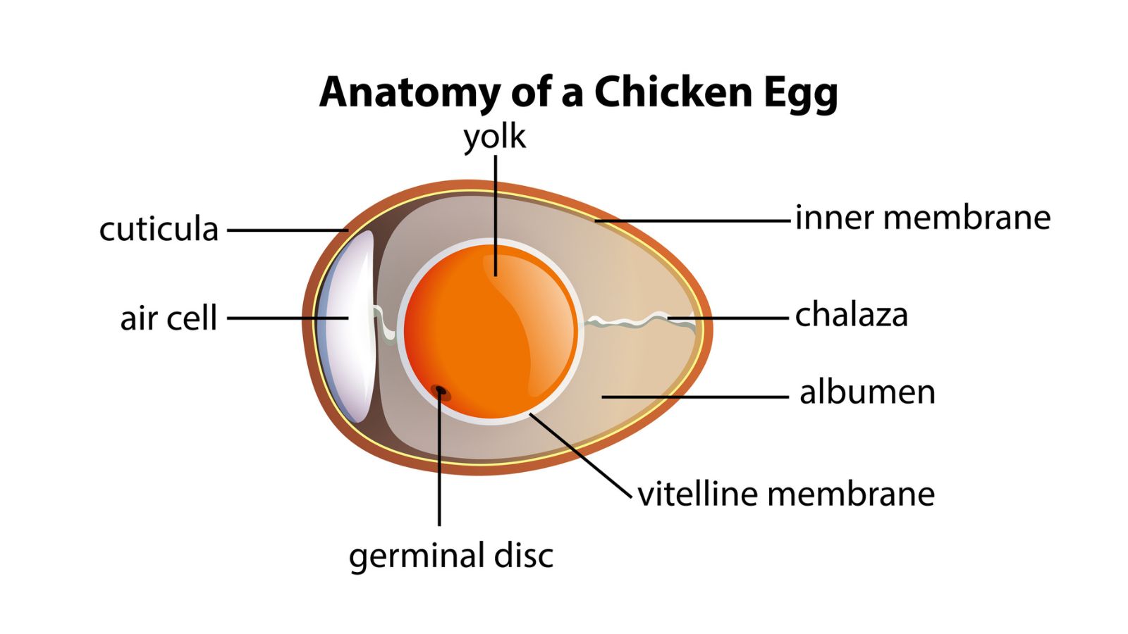 Breaking Down The Anatomy Of A Chicken Egg: A Complete Guide