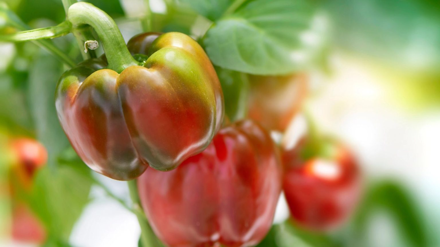24 Plants You Can Still Sow And Grow In June