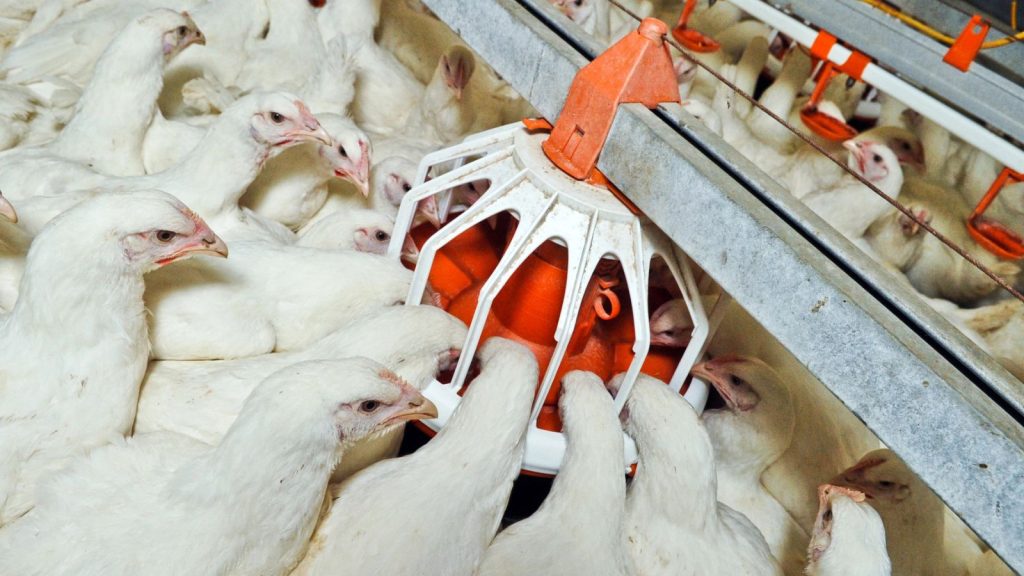 6 Best Automatic Chicken Feeders - Backyard Chickens Coop