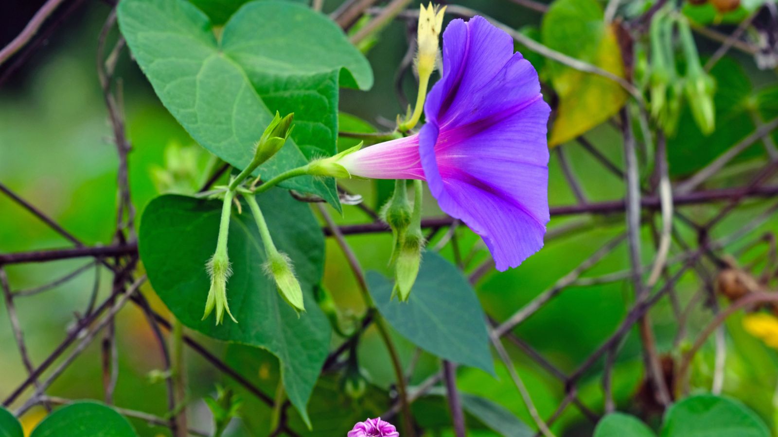 How To Grow Morning Glory From Seed