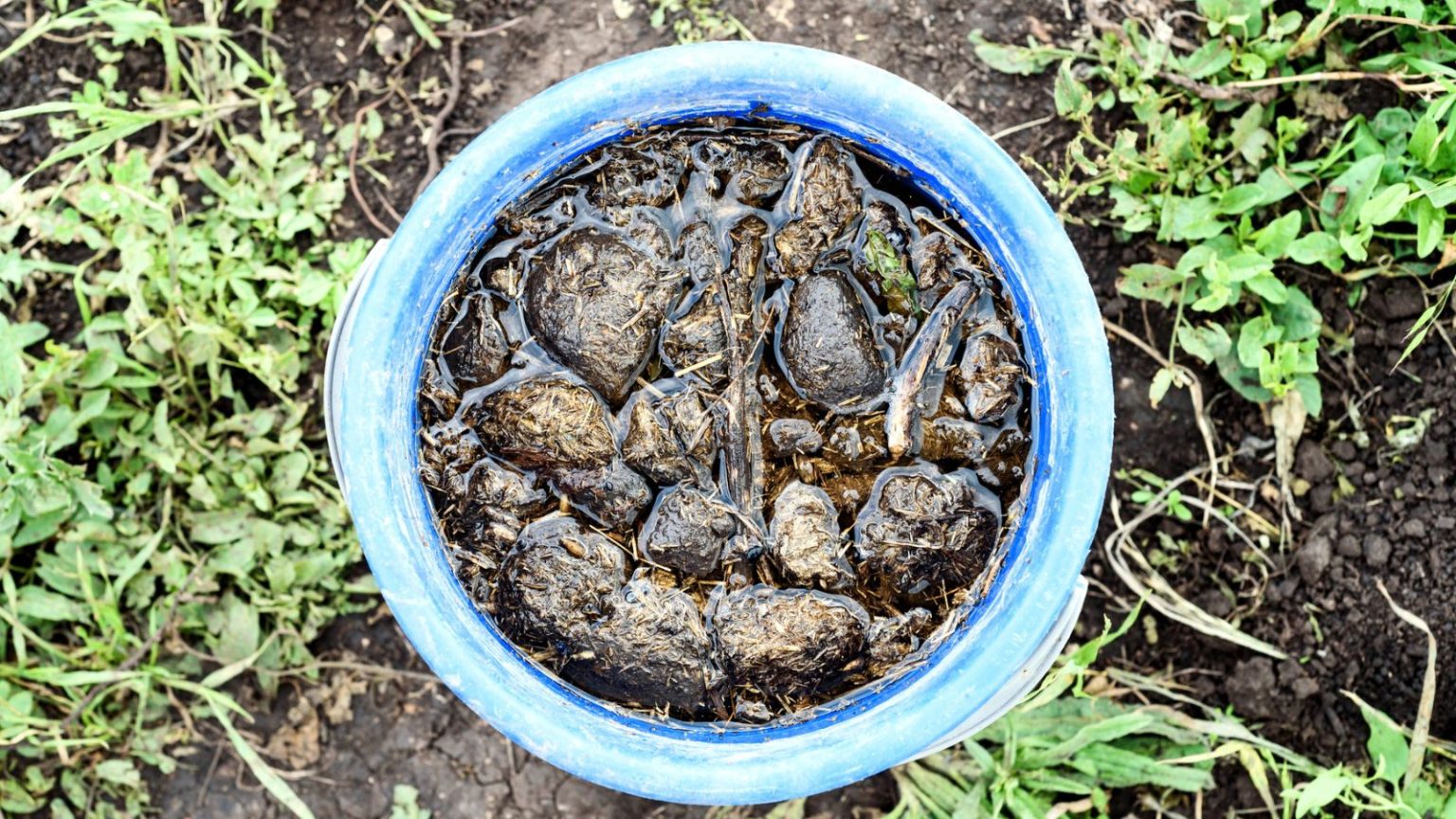 13 Ways To Get Rid Of Dog Vomit Slime Mold In The Garden (Fuligo Septica)