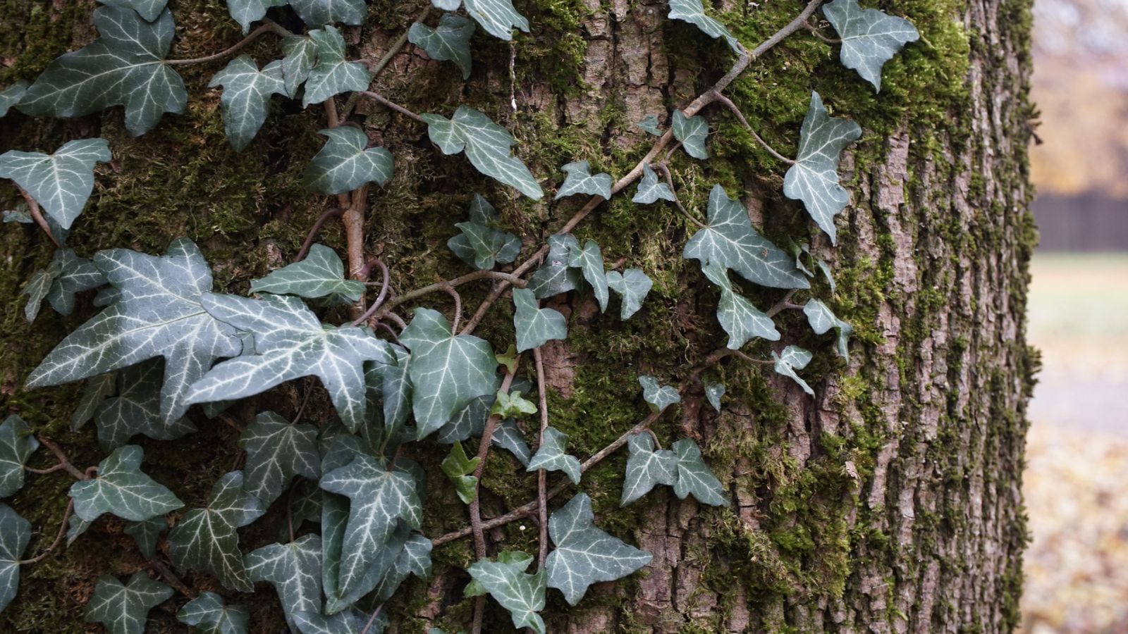 15 Invasive Plants That Can Take Over Your Garden