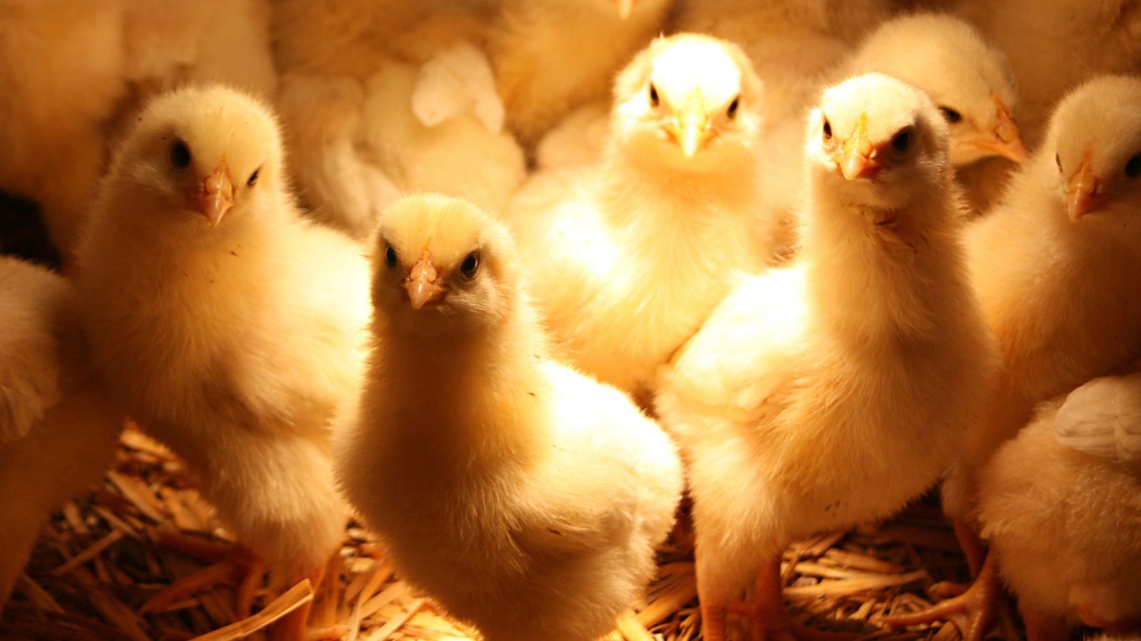 How To Raise Baby Chicks