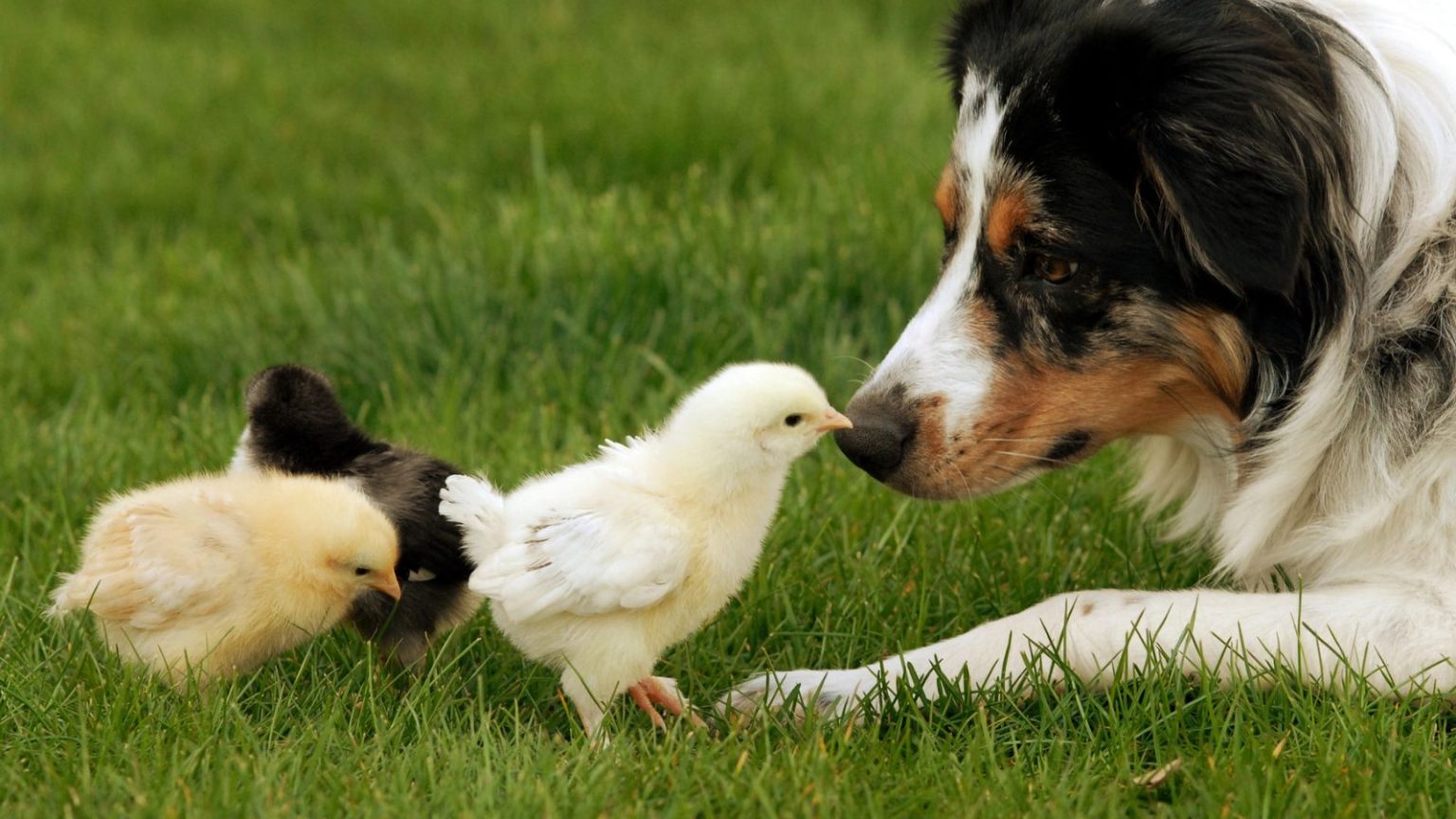 Why Are Your Chickens Dying Suddenly? Causes For Sudden Chicken Death
