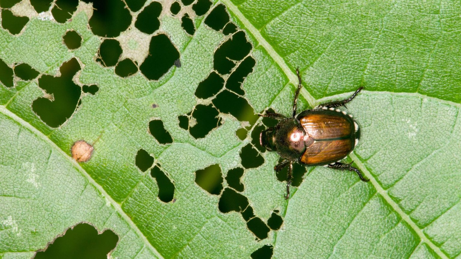 17 Effective Ways To Control Leaf-Footed Bugs In Your Garden
