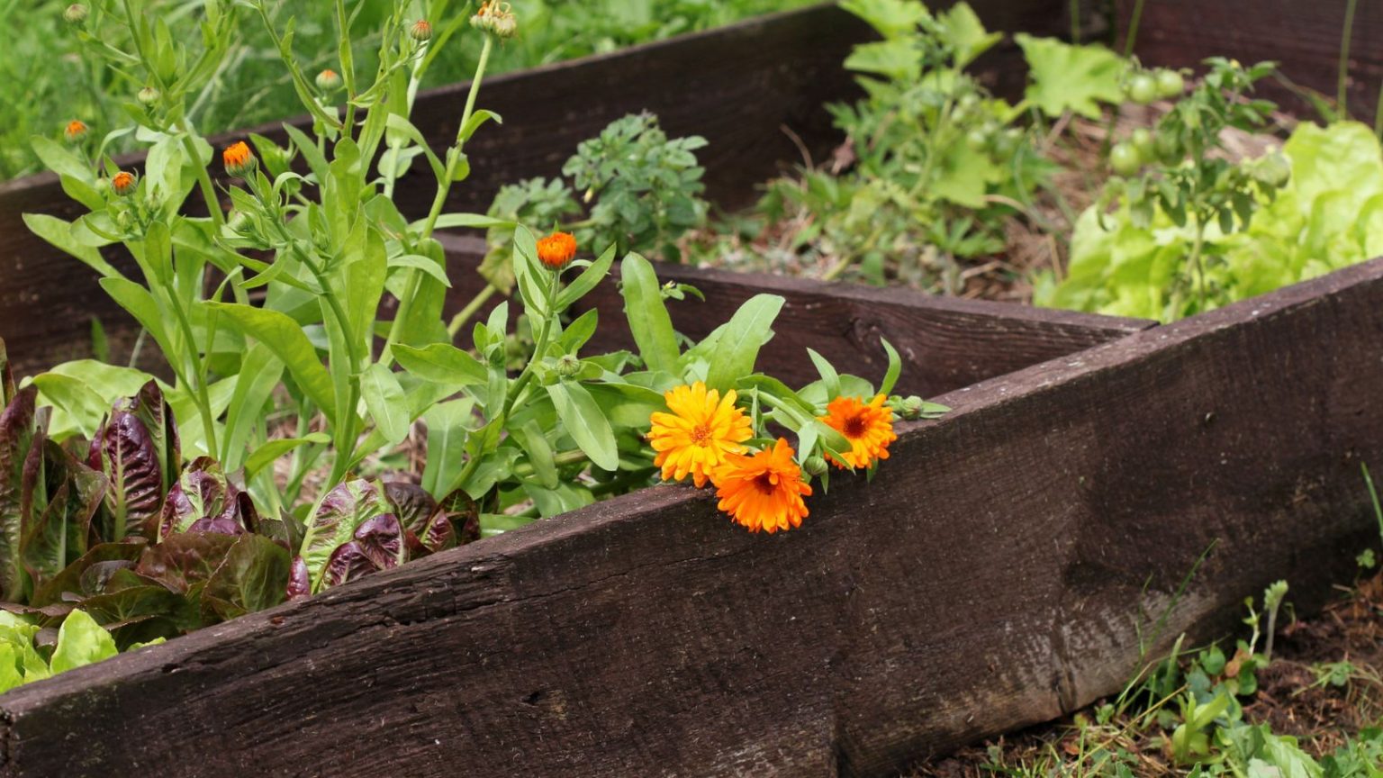 Marigolds Might Be The Hardest-Working Flower In Your Garden