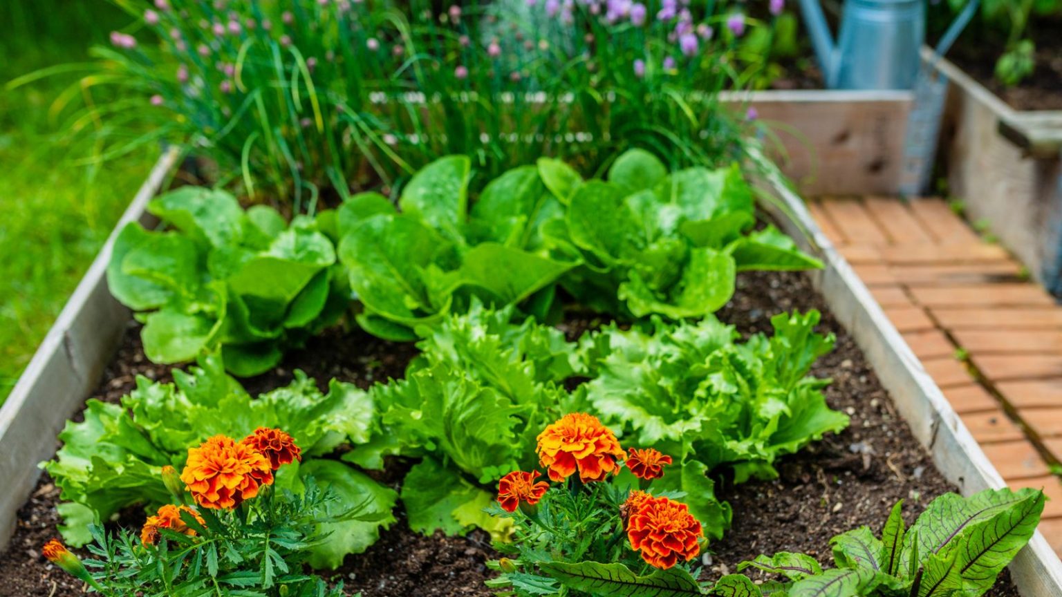 Companion Planting Guide For Beginners