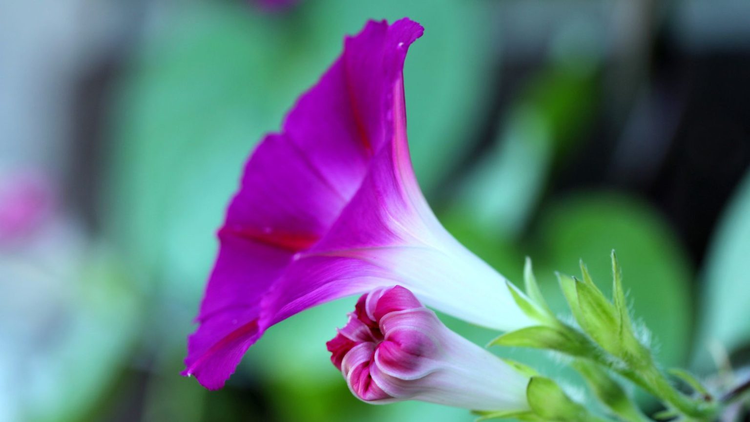 How To Grow Morning Glory From Seed