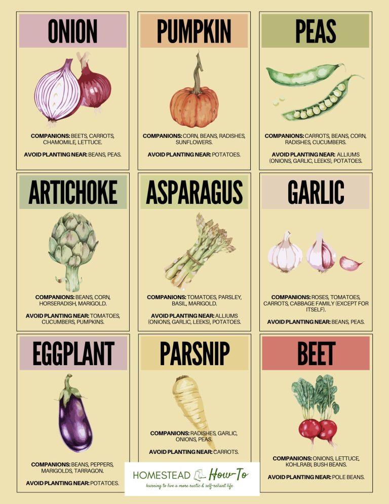 Vegetable Companion Planting Chart (Free Printable)