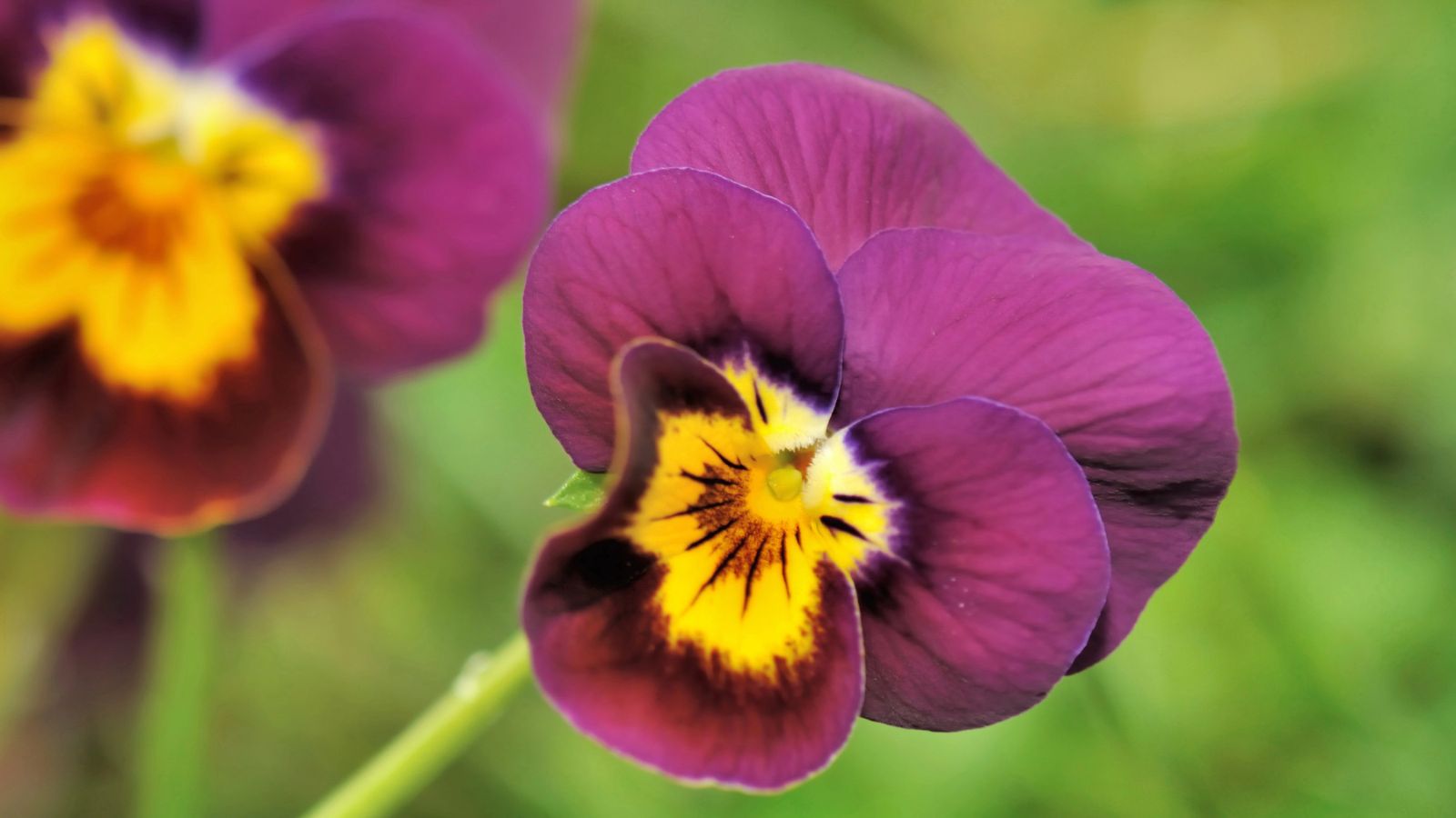 How To Grow The Perfect Pansies