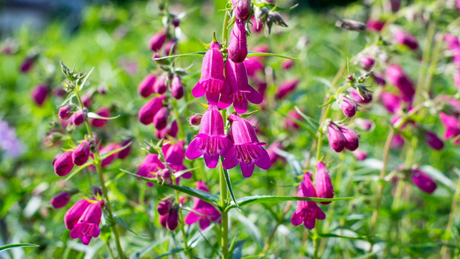 15 Runner Plants That Spill, Spread, And Creep