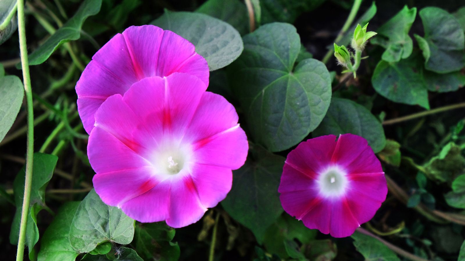 How To Grow Morning Glory From Seed