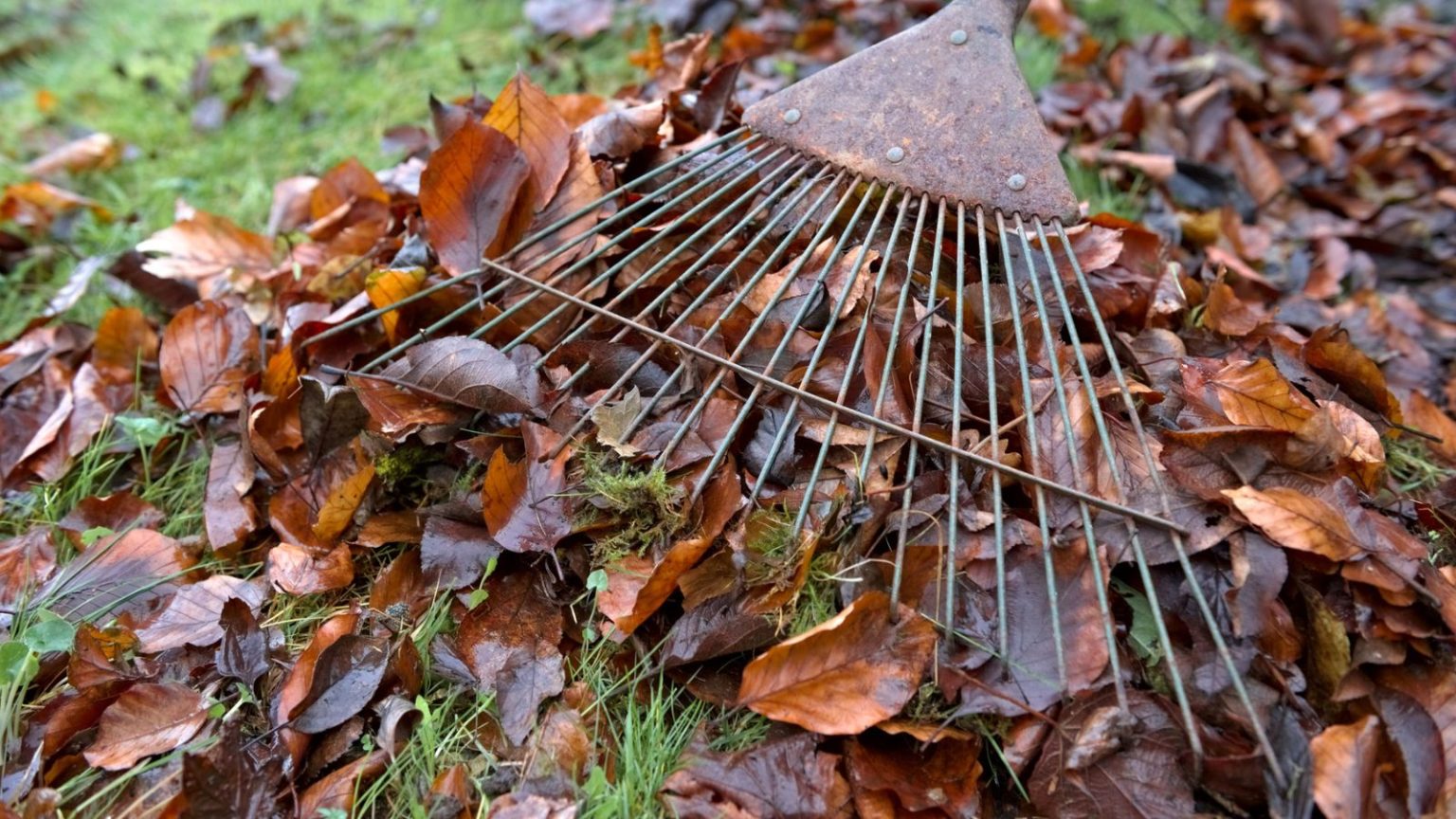 How To Clean Up Fallen Autumn Leaves From Your Yard
