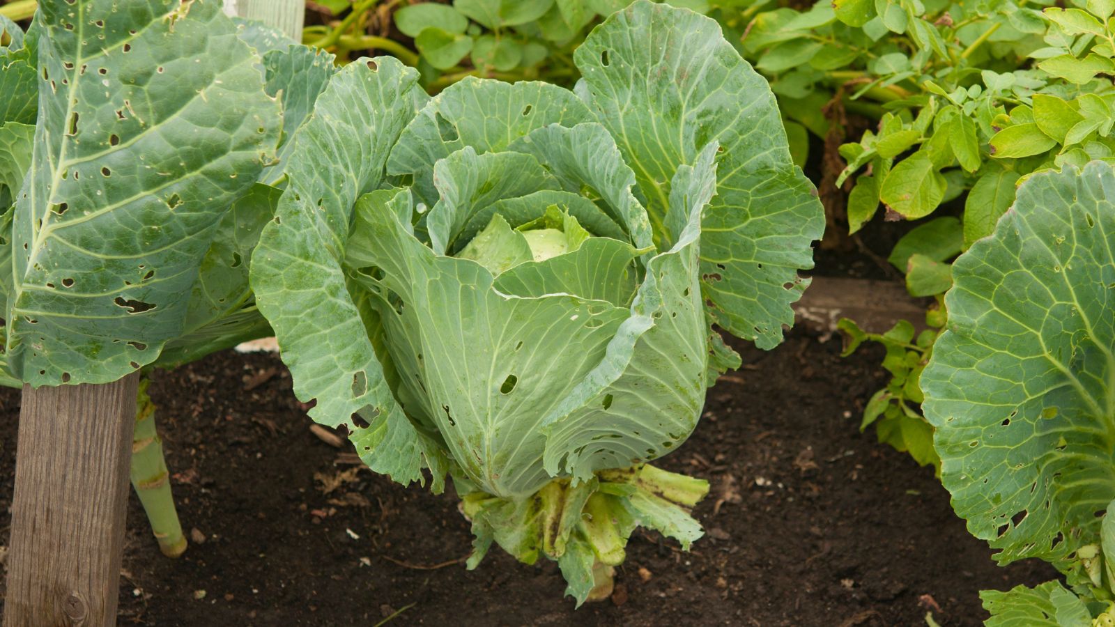 What’s Eating Your Kale And Cabbages? 12 Common Problems That Affect ...