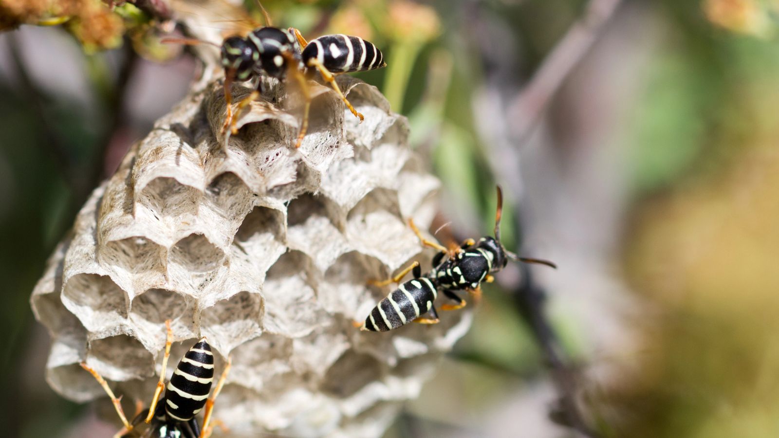 The Trick to Keeping Wasps Away Naturally – Homestead How-To