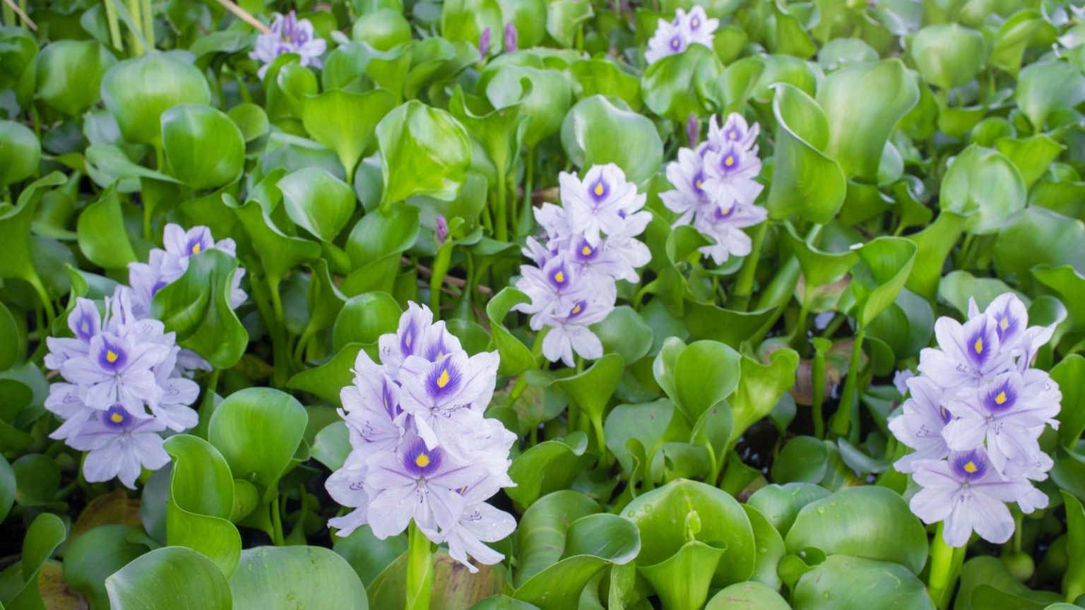 15 Runner Plants That Spill, Spread, And Creep