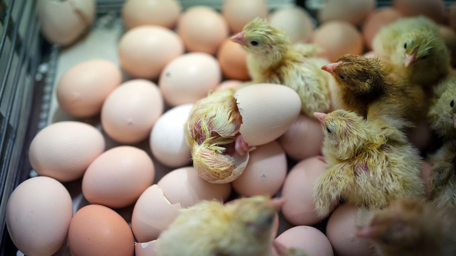 Should You Help A Chick Hatch?