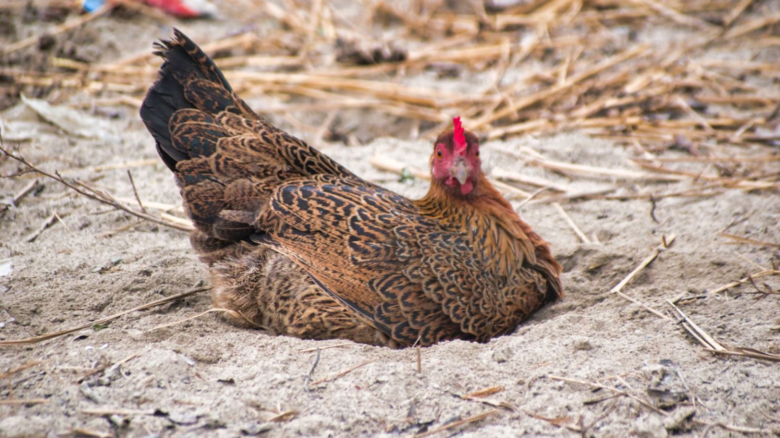 Slipped Tendon: Perosis Disease In Chickens