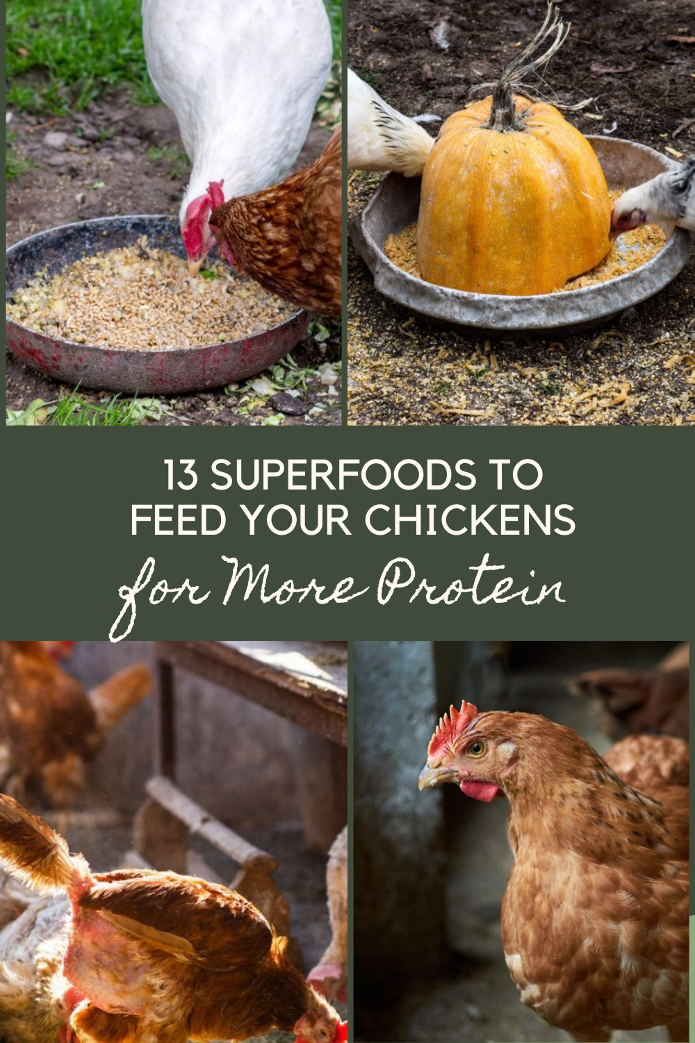 13 Superfoods To Feed Your Chickens For More Protein