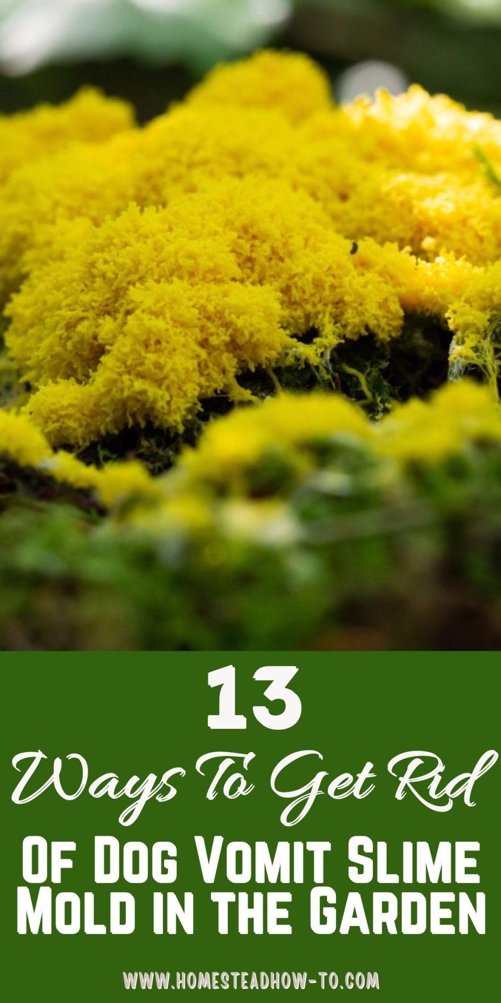 13 Ways To Get Rid Of Dog Vomit Slime Mold In The Garden (Fuligo Septica)