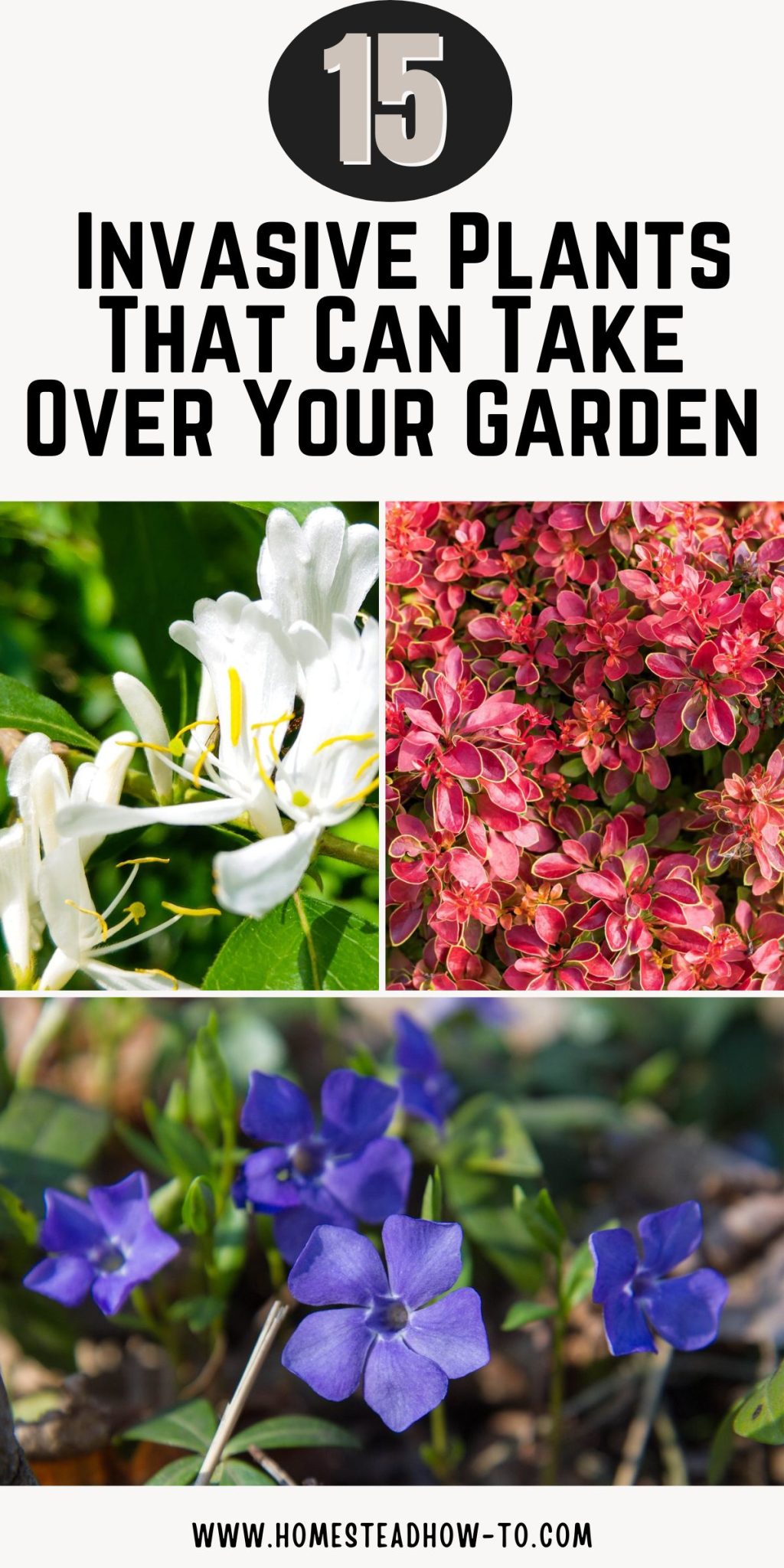 15 Invasive Plants That Can Take Over Your Garden