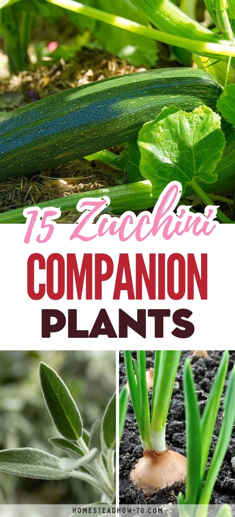 15 Plants To Grow Alongside Your Zucchini To Keep Them Happy