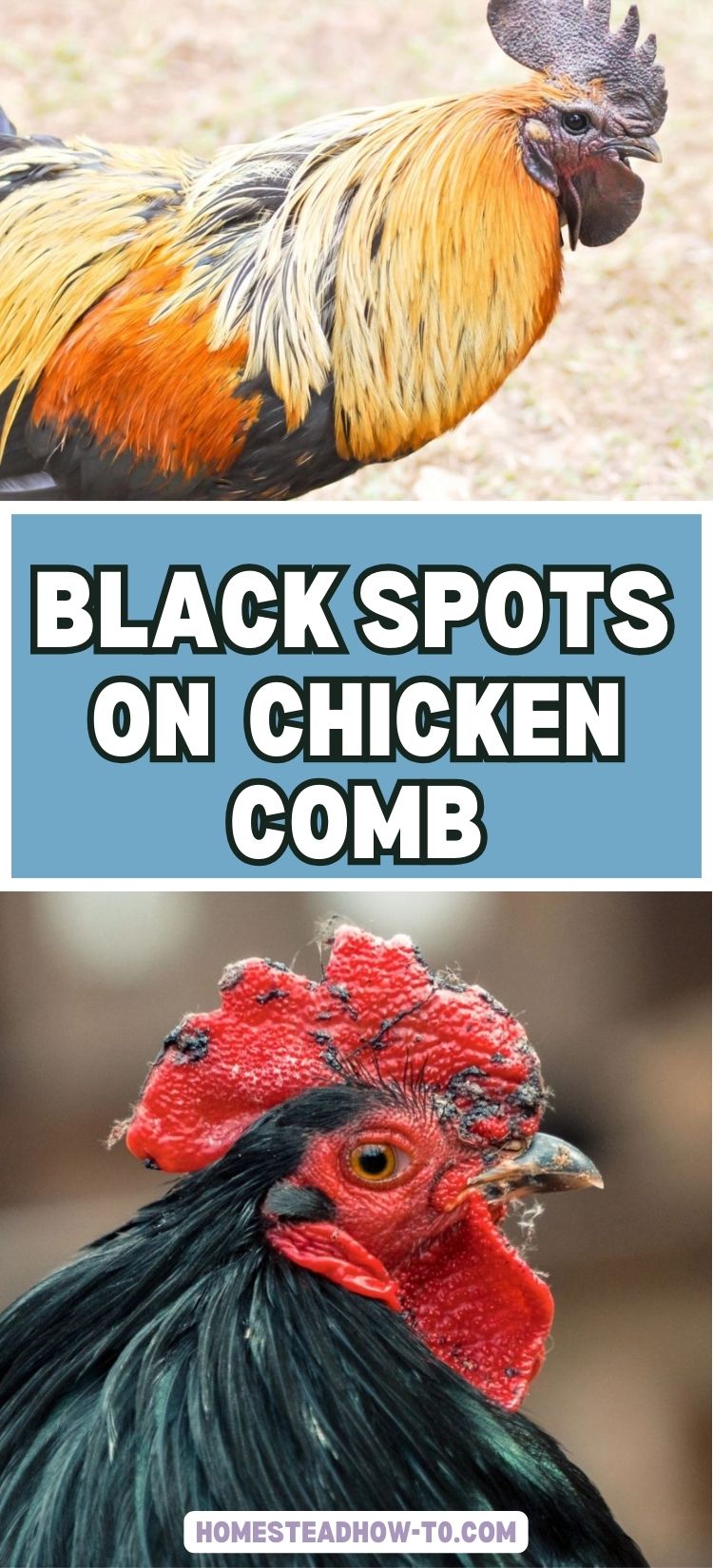 How To Identify Black Spots On Chicken Comb: Causes And Prevention Methods