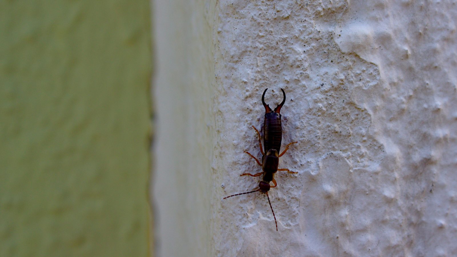 How To Get Rid Of Earwigs In Your Home And Garden