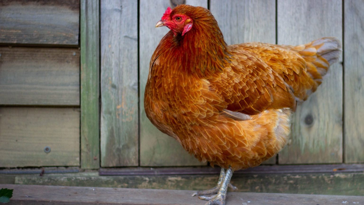 What’s That Cluck? 15 Chicken Sounds Every Keeper Should Recognize