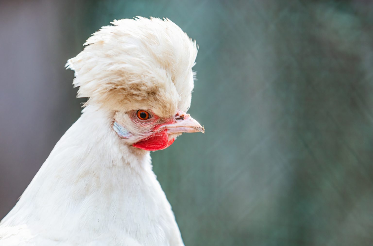 13 Of The Most Beautiful White Chicken Breeds To Add To Your Flock