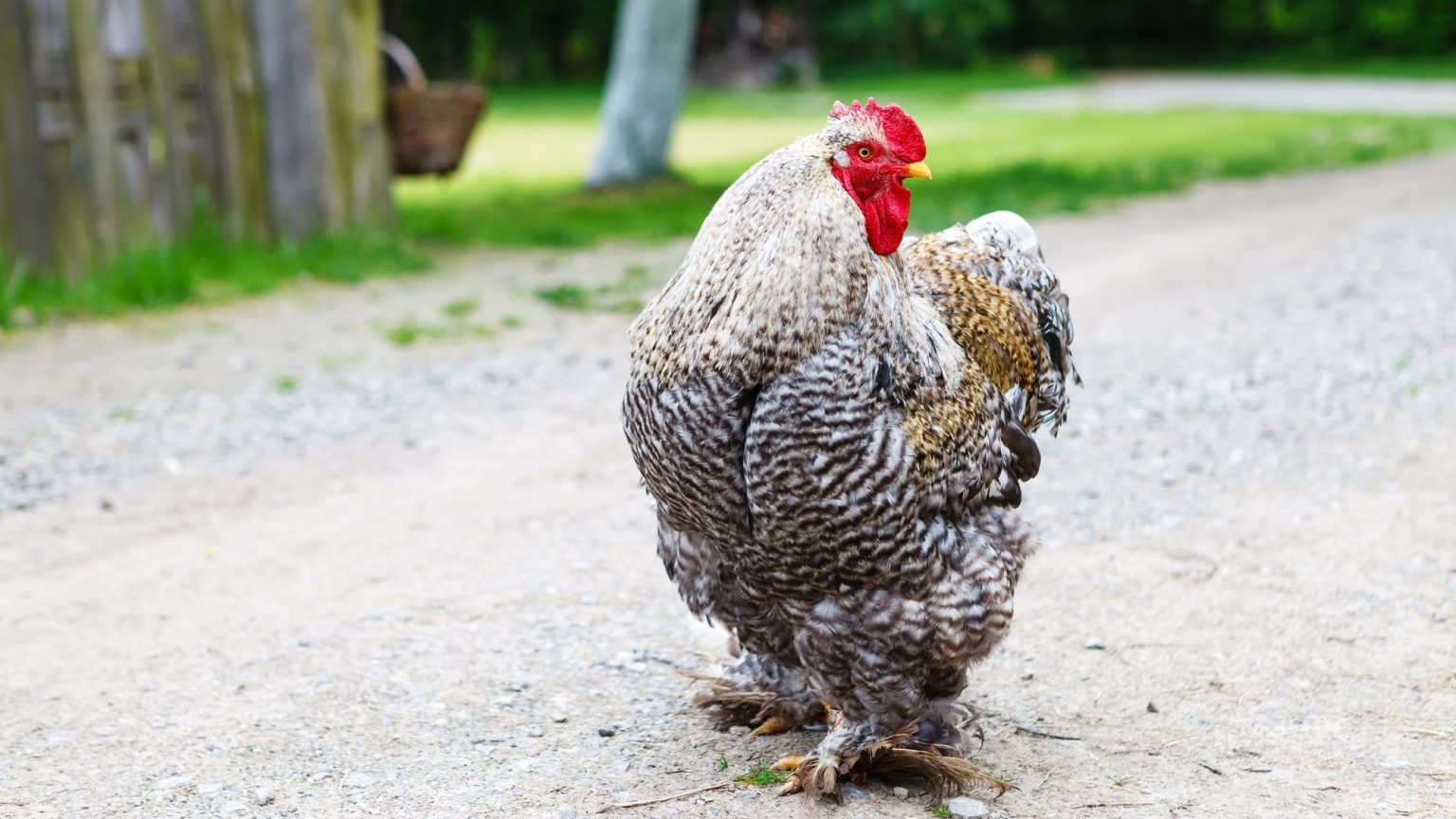 What’s That Cluck? 15 Chicken Sounds Every Keeper Should Recognize