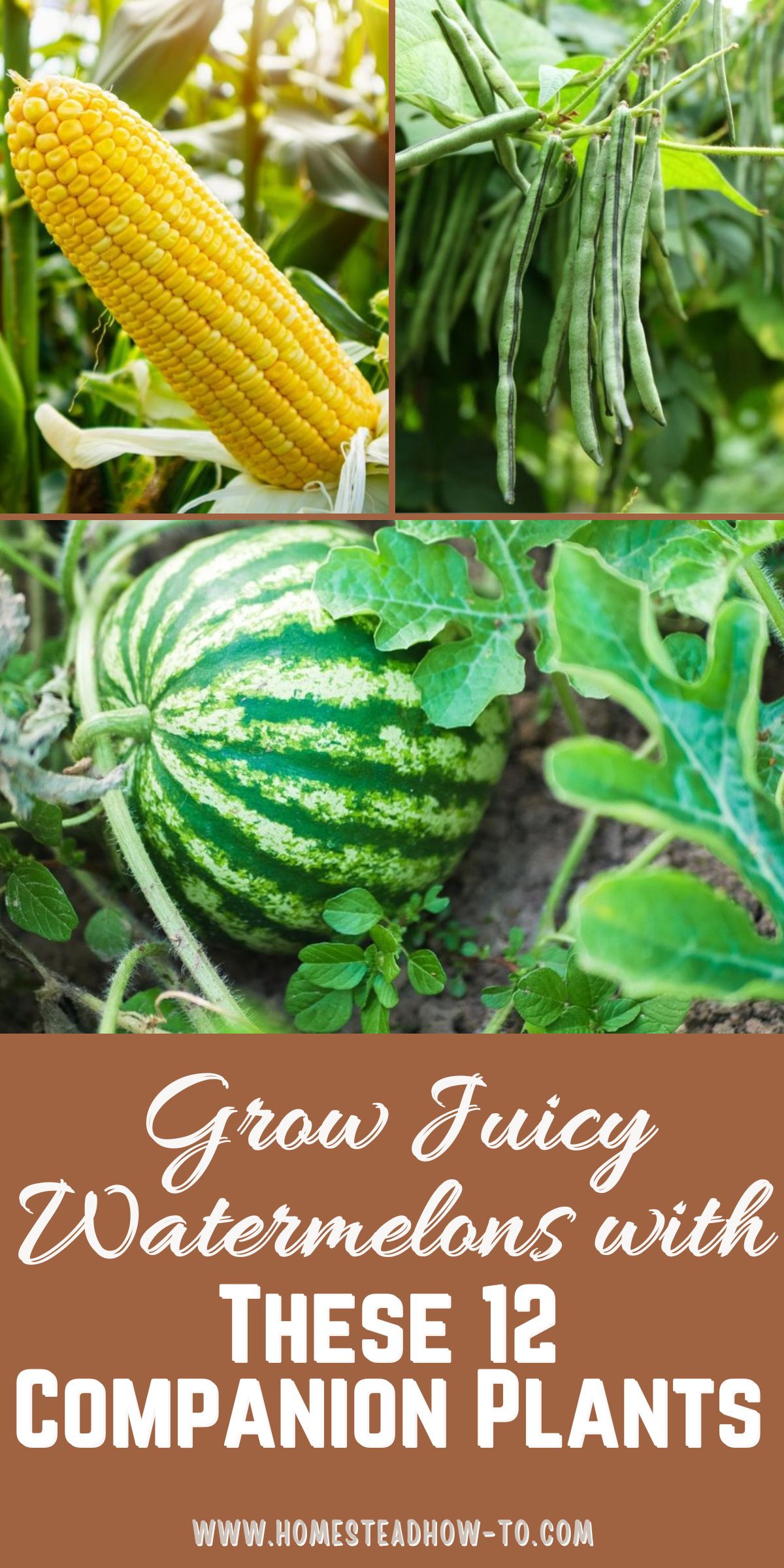Grow Juicy Watermelons With These 12 Companion Plants