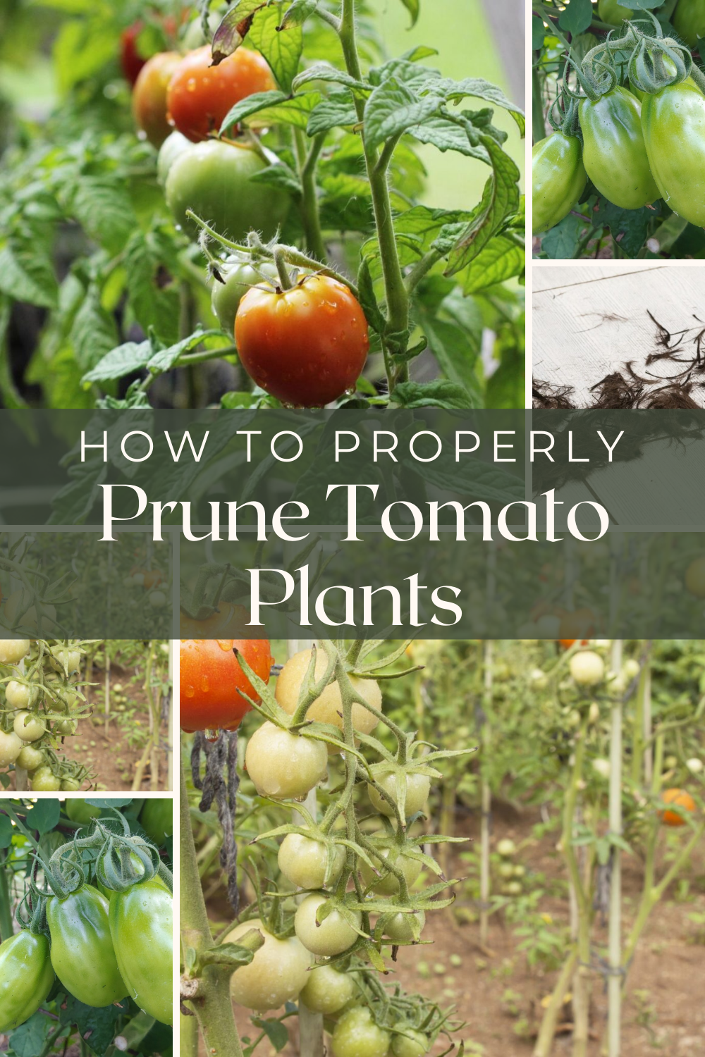 How To Properly Prune Tomato Plants