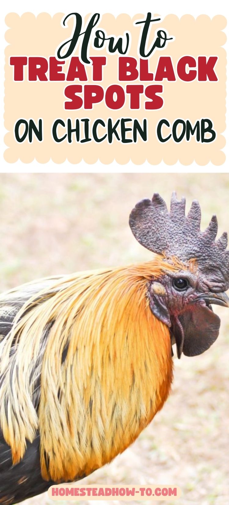 How To Identify Black Spots On Chicken Comb: Causes And Prevention Methods