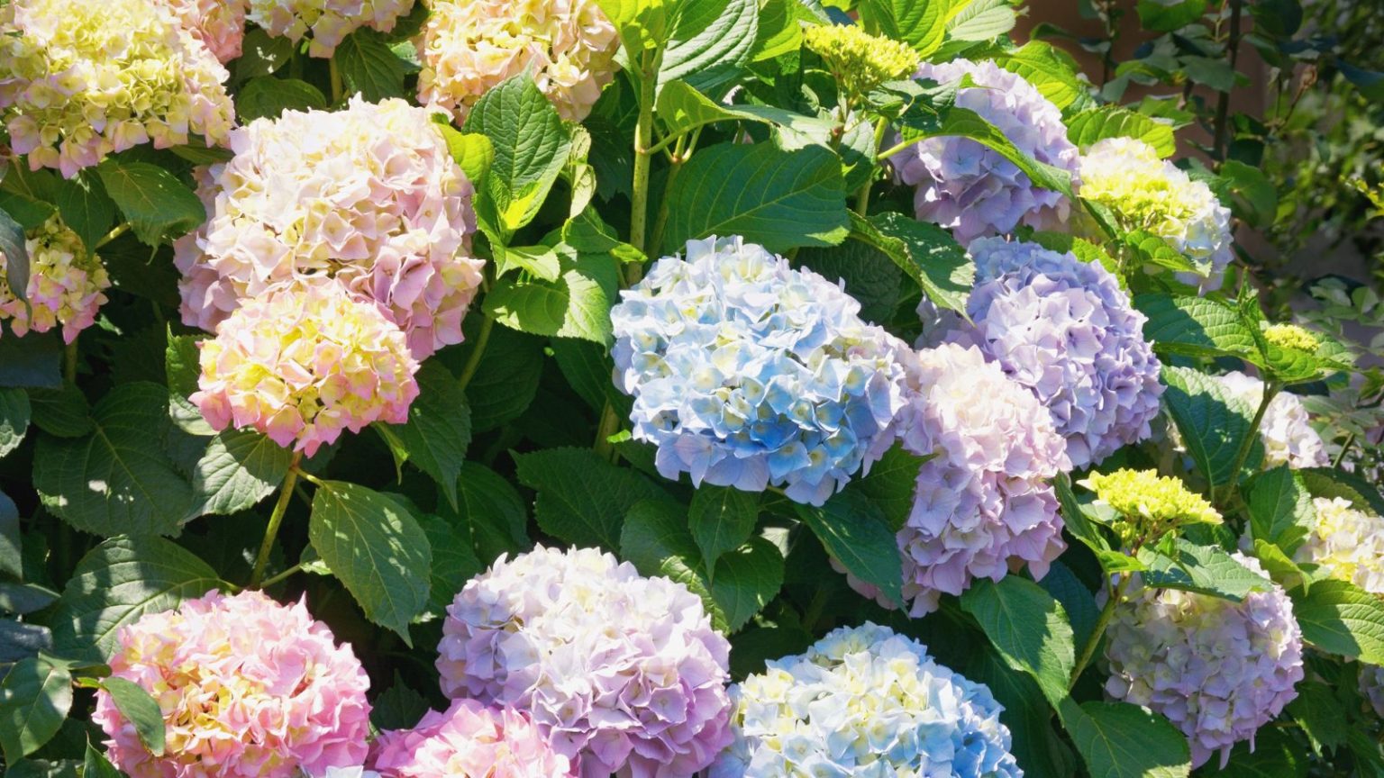 How To Change Hydrangea Colors To Get The Shades You Want