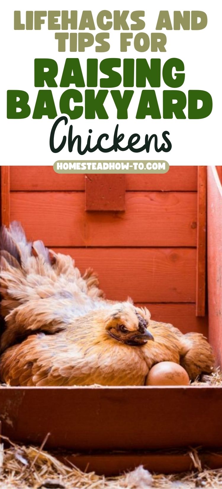 Raising Chickens 101: What You Need To Raise Chickens