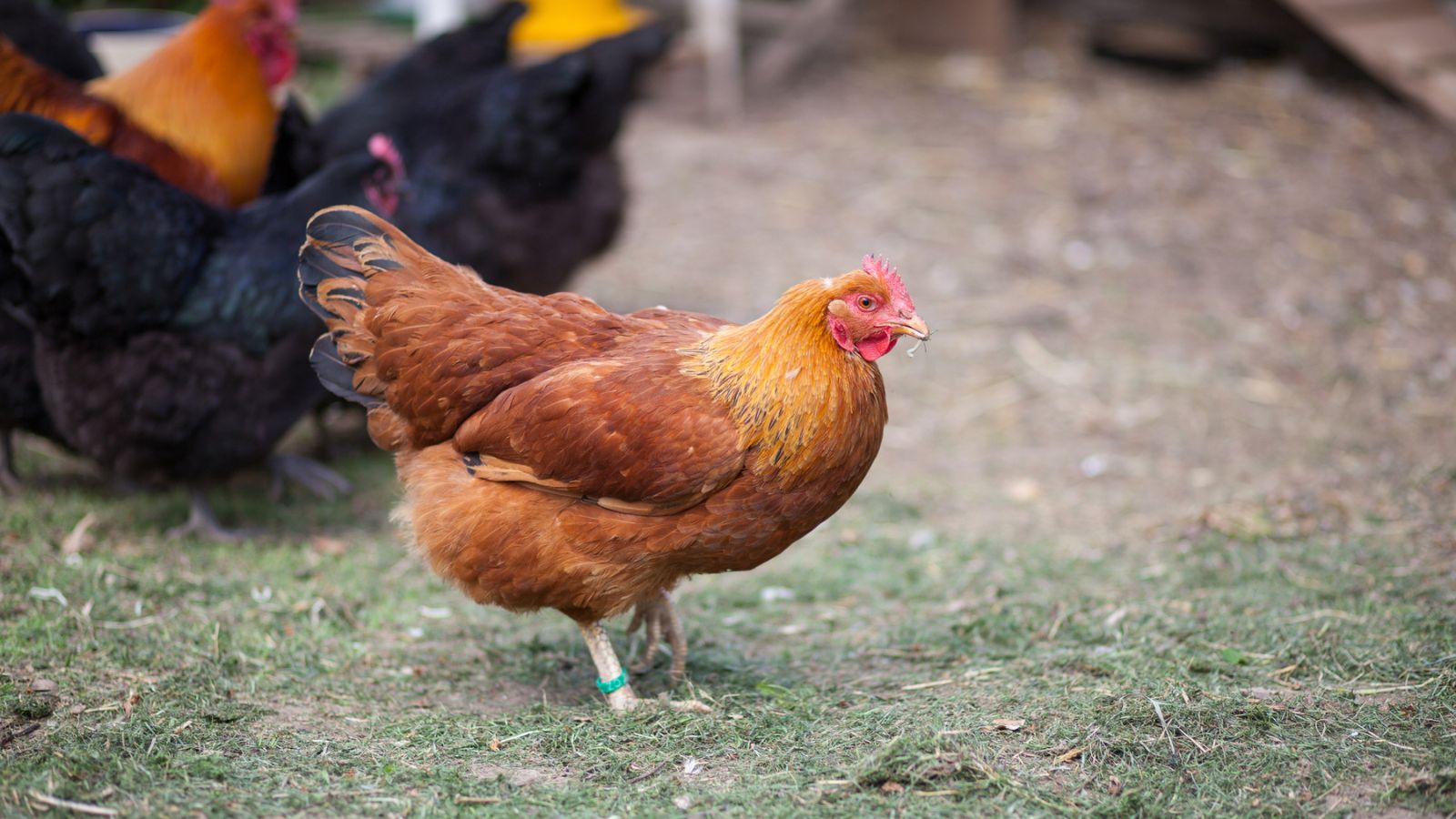 How To Recognize Pain And Discomfort In Chickens