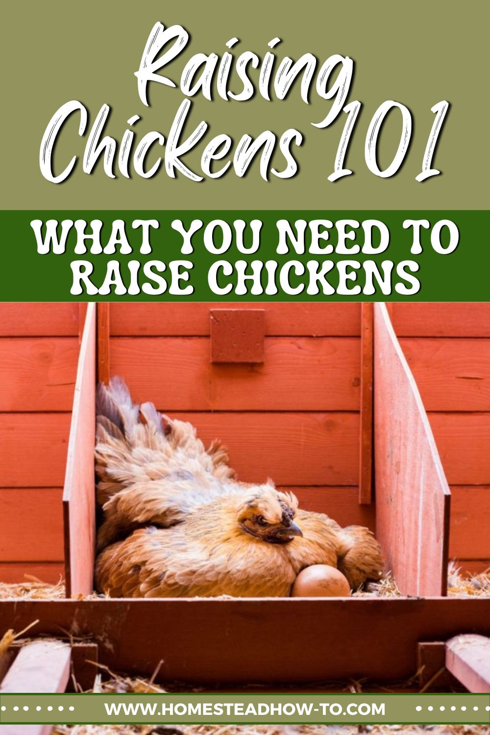 Raising Chickens 101: What You Need To Raise Chickens