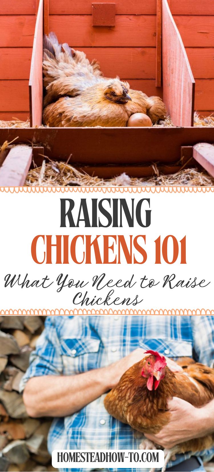 Raising Chickens 101: What You Need To Raise Chickens