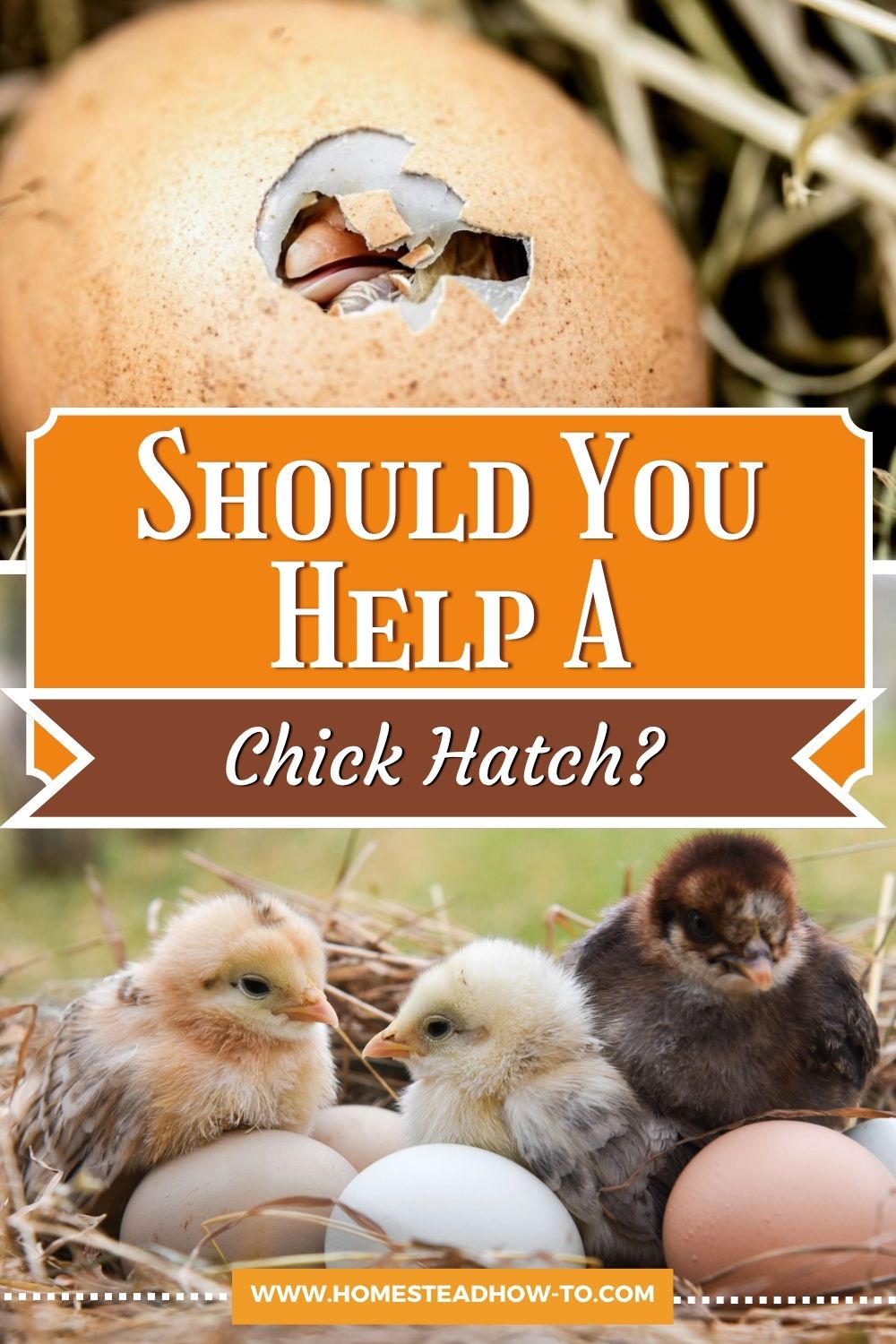 Should You Help A Chick Hatch?