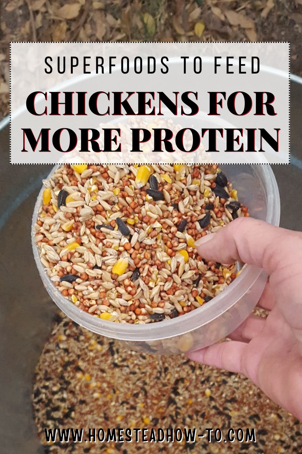 13 Superfoods To Feed Your Chickens For More Protein